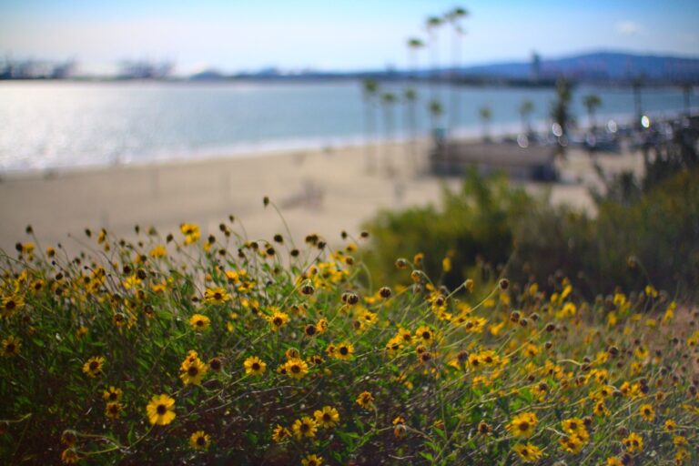 Is Long Beach Worth Visiting? 43 Pros and Cons to Consider — Make the ...